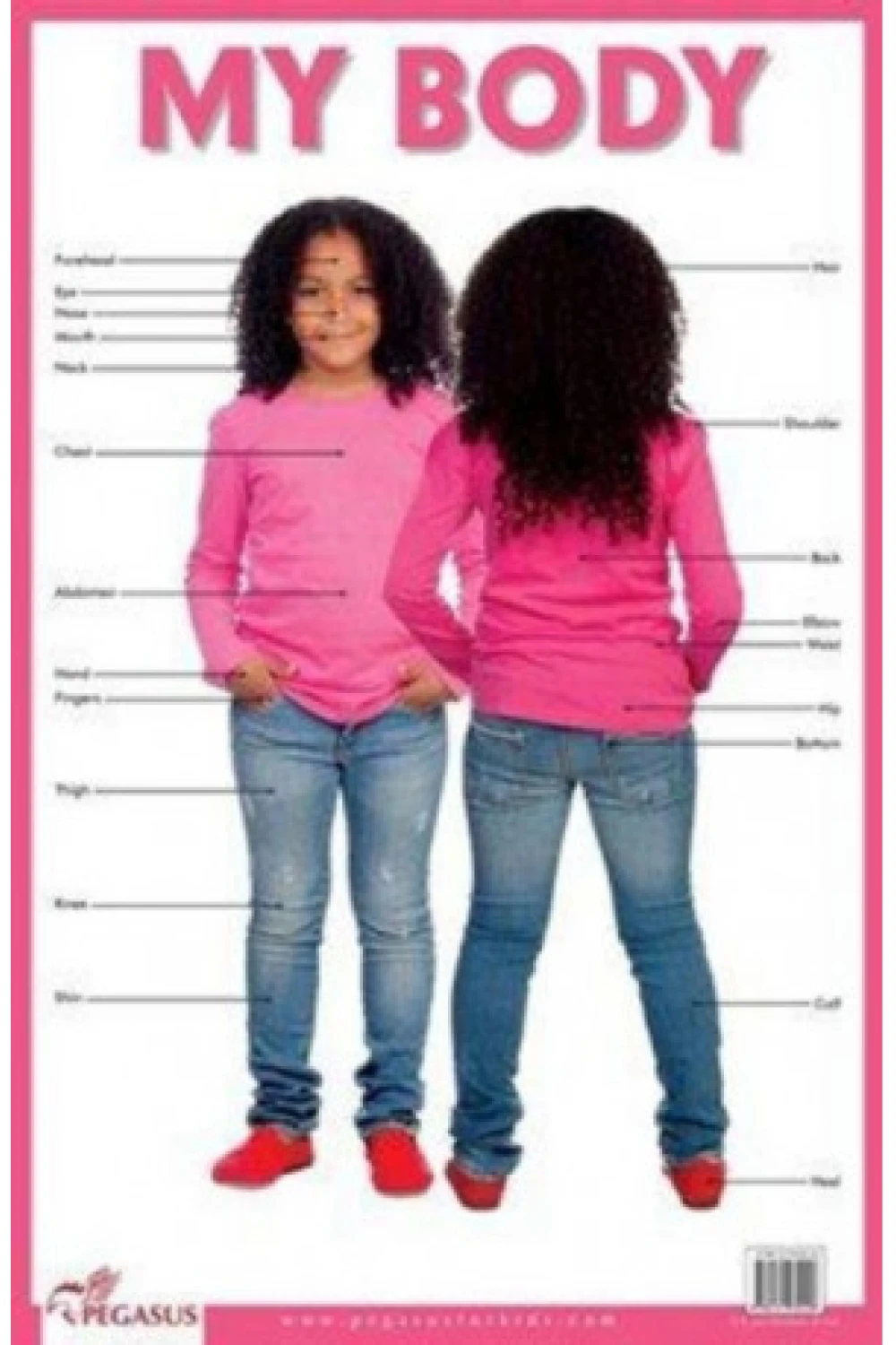 My Body (Educational Charts Series) - Book - by Pegasus - عصير الكتب