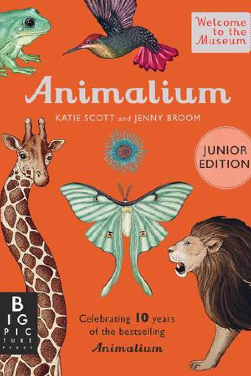 Animalium (Junior Edition) - Book - by Jenny Broom - عصير الكتب
